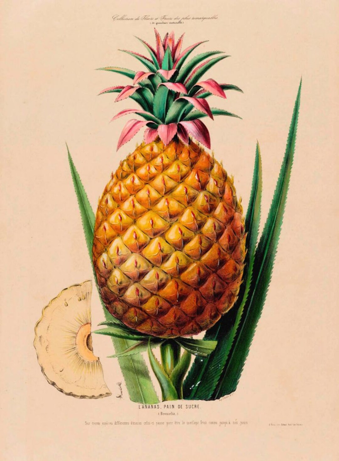 Antique French Botanical Print Ananas Pineapple Tropical Fruit ...
