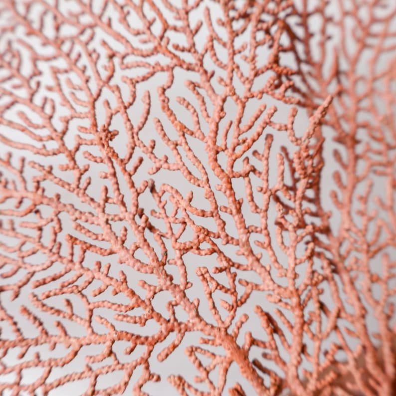 Natural Sea Fan Coral Decorative Coral Tree for Home, Aquarium, or Desk ...