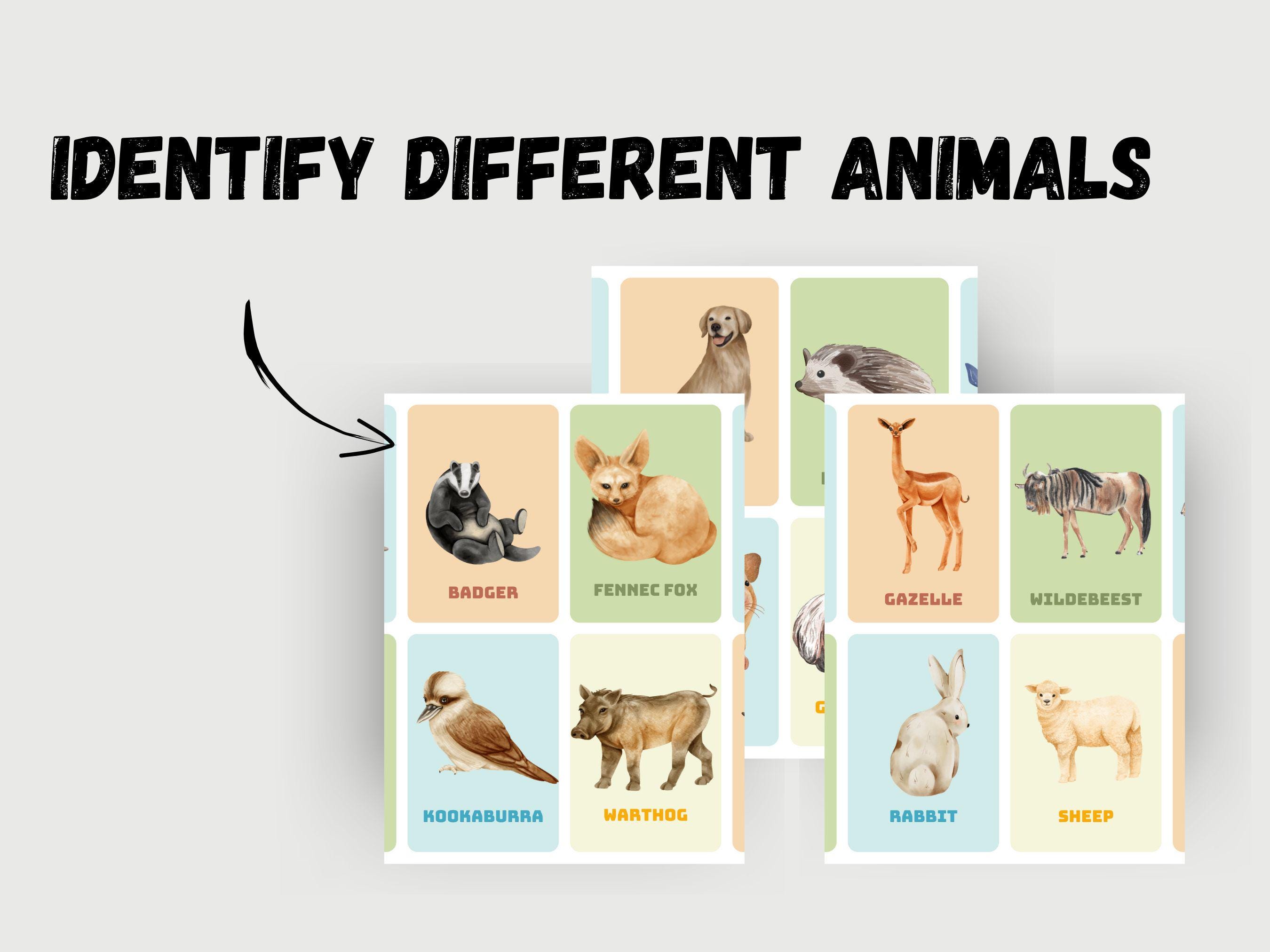 Printable Animal Flashcards, Kids Learning (PDF + PNG) - Etsy