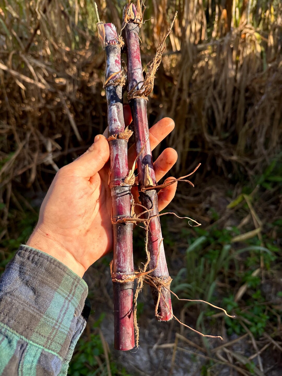 Napier Grass Cutting (read Description) - Etsy
