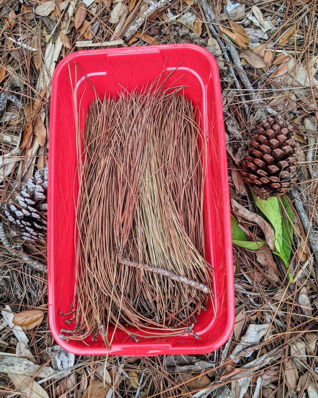 Longleaf Pine Needles: Dried Craft Supply, Basket Weaving (12oz, 15-19 ...