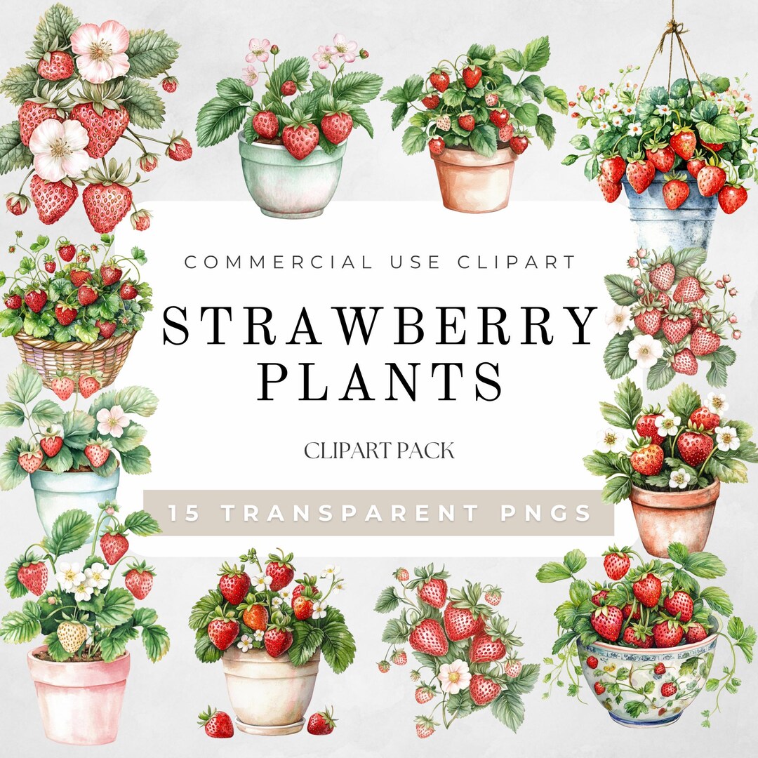 Strawberry Plants Watercolor Clipart, Strawberry PNG, Spring Clipart ...