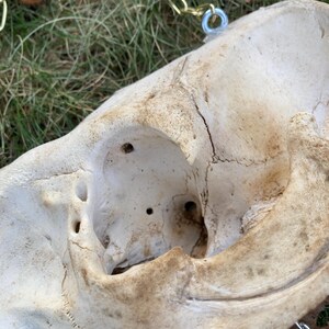 Real Pig Skull Wall Decor - Etsy