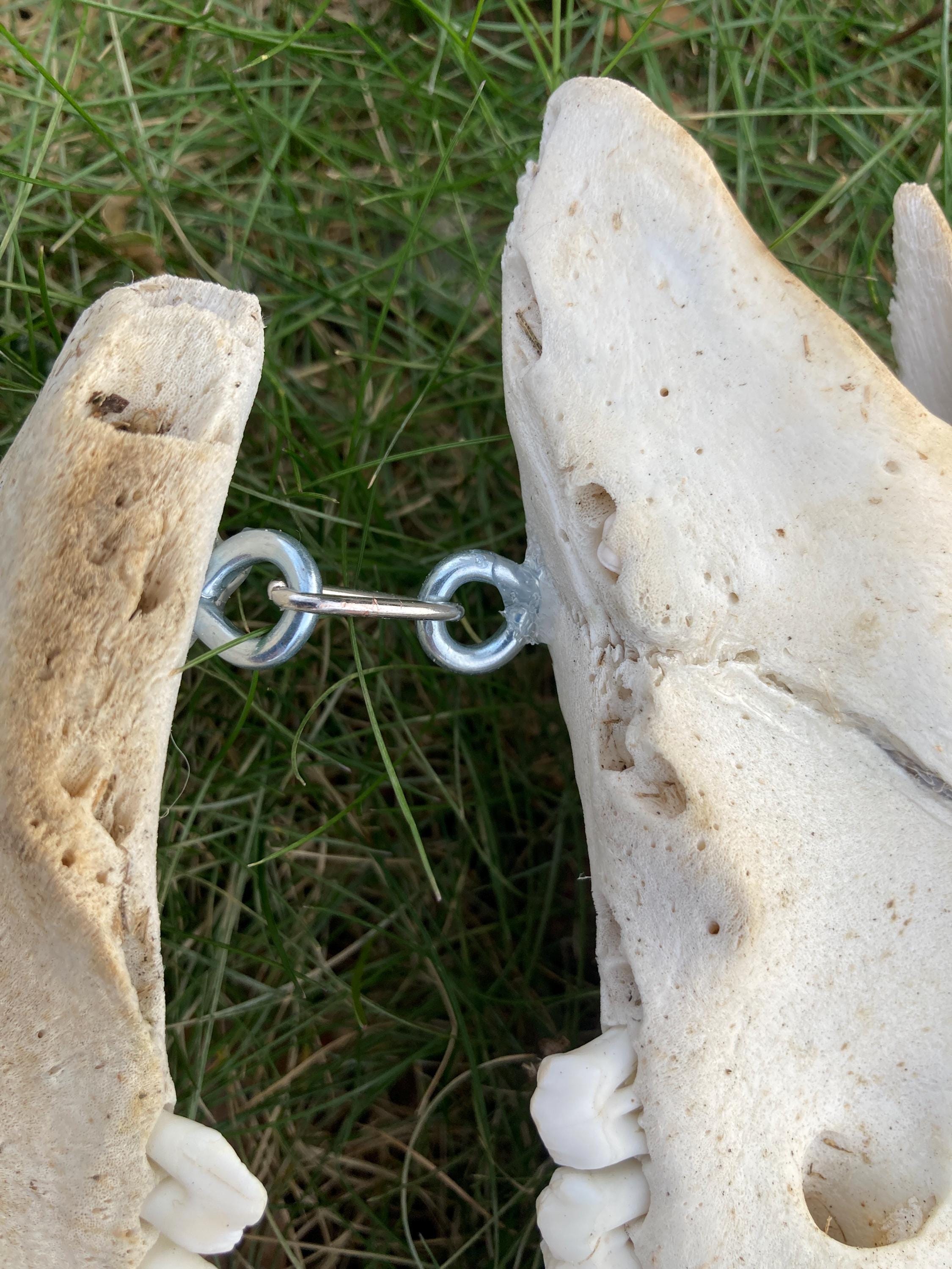 Real Pig Skull Wall Decor - Etsy