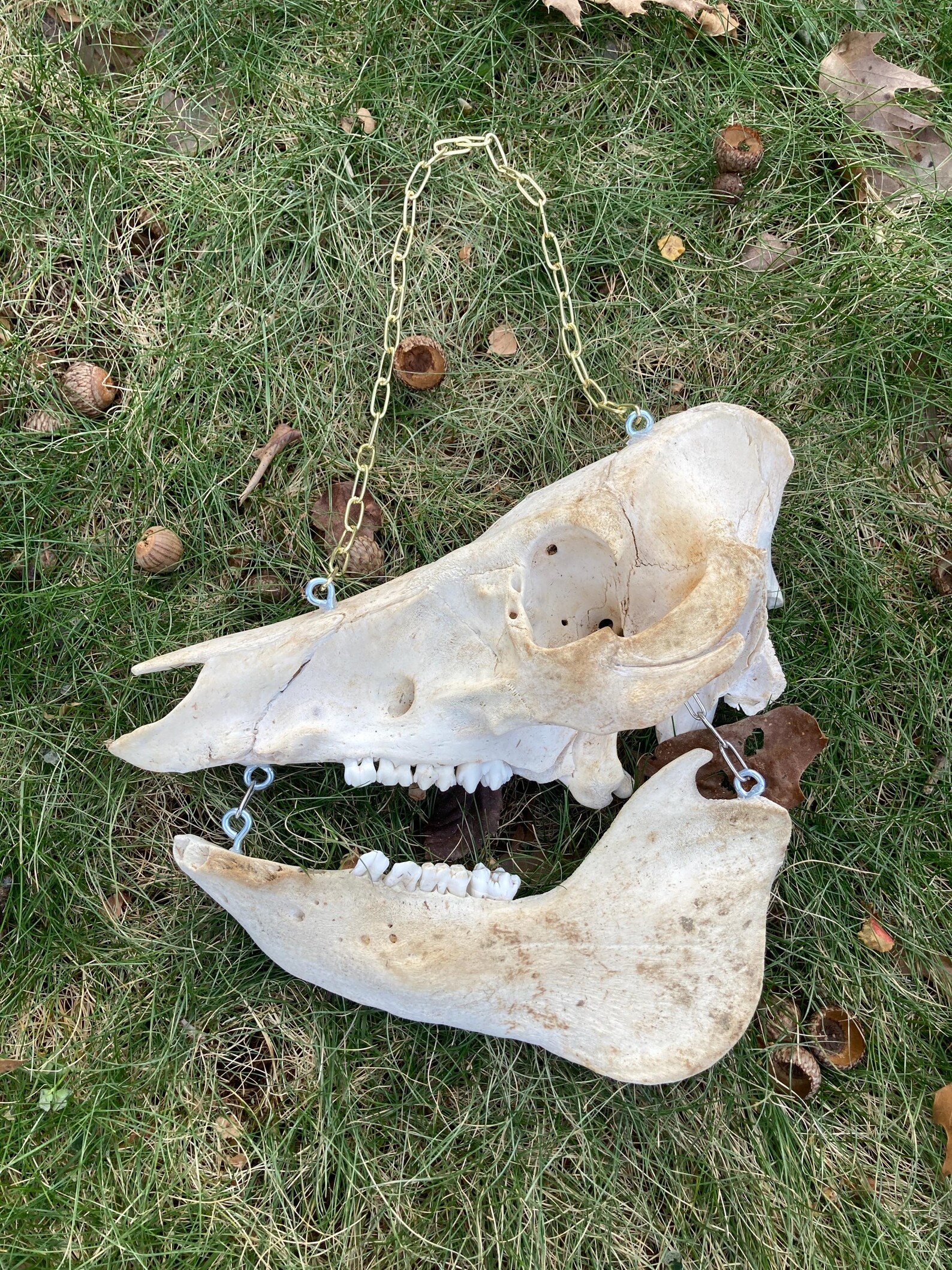 Real Pig Skull Wall Decor - Etsy