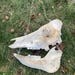 Real Pig Skull Wall Decor - Etsy