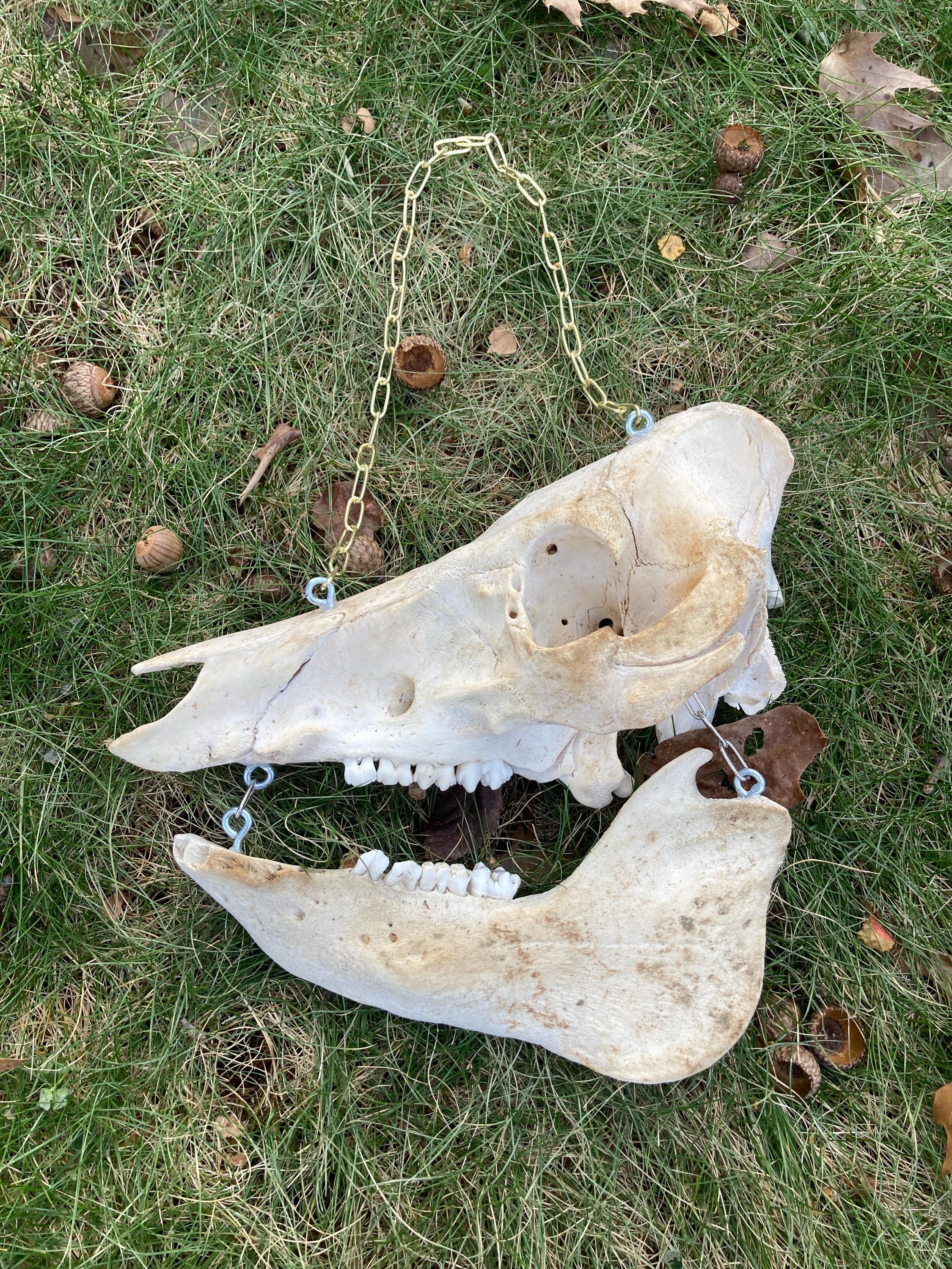 Real Pig Skull Wall Decor - Etsy