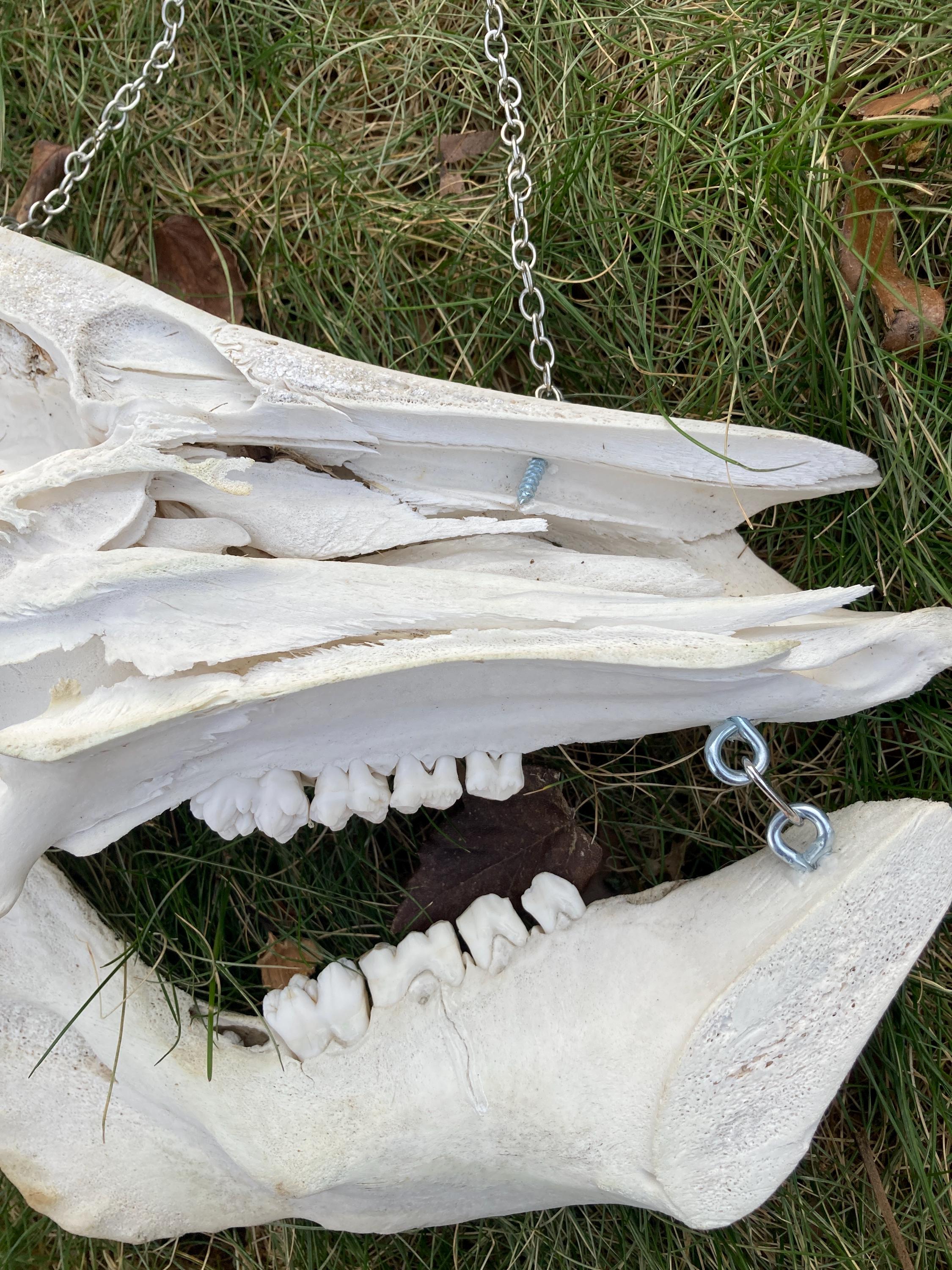 Real Pig Skull Wall Decor - Etsy