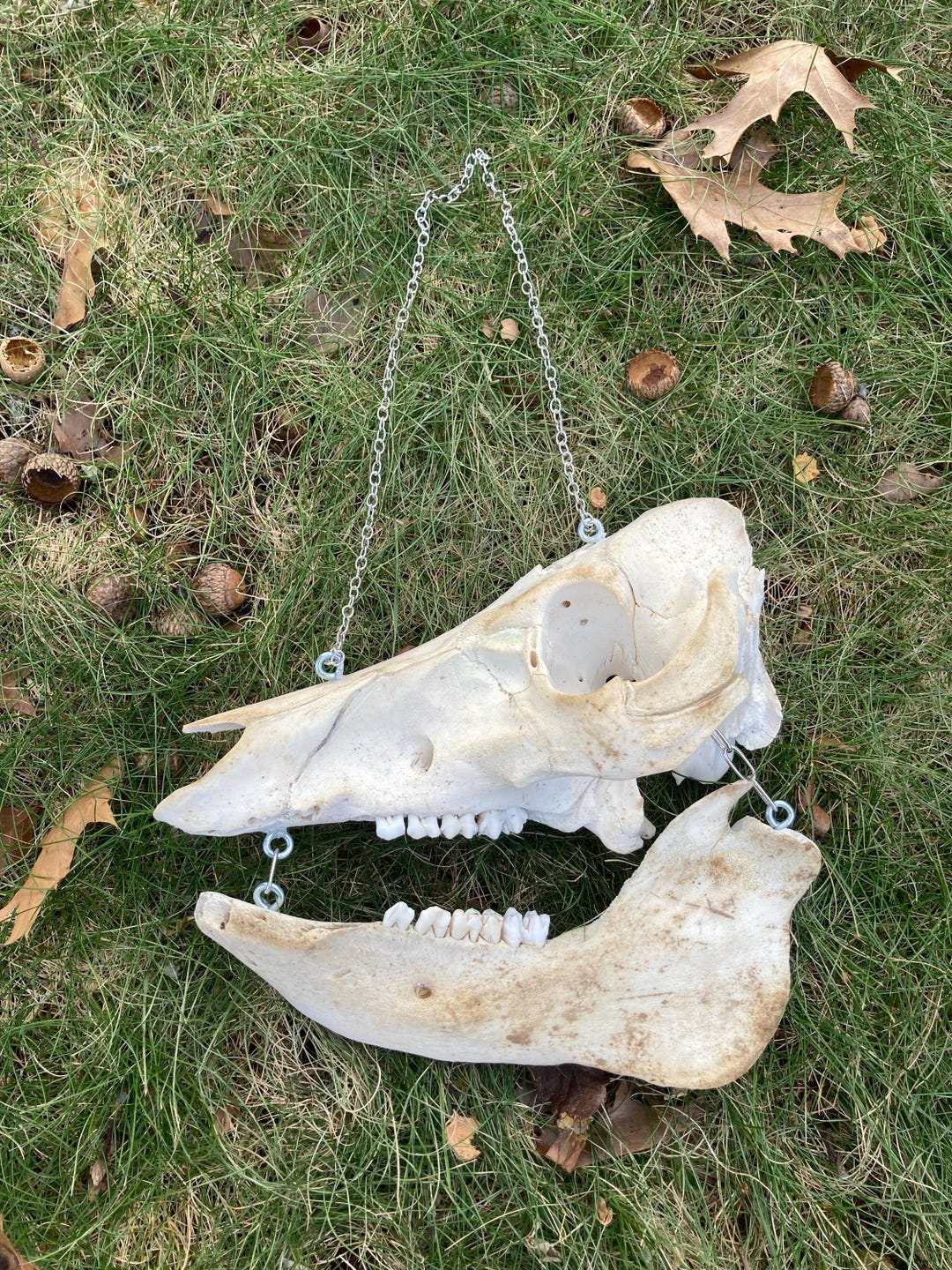 Real Pig Skull Wall Decor - Etsy