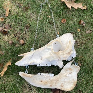 Real Pig Skull Wall Decor - Etsy