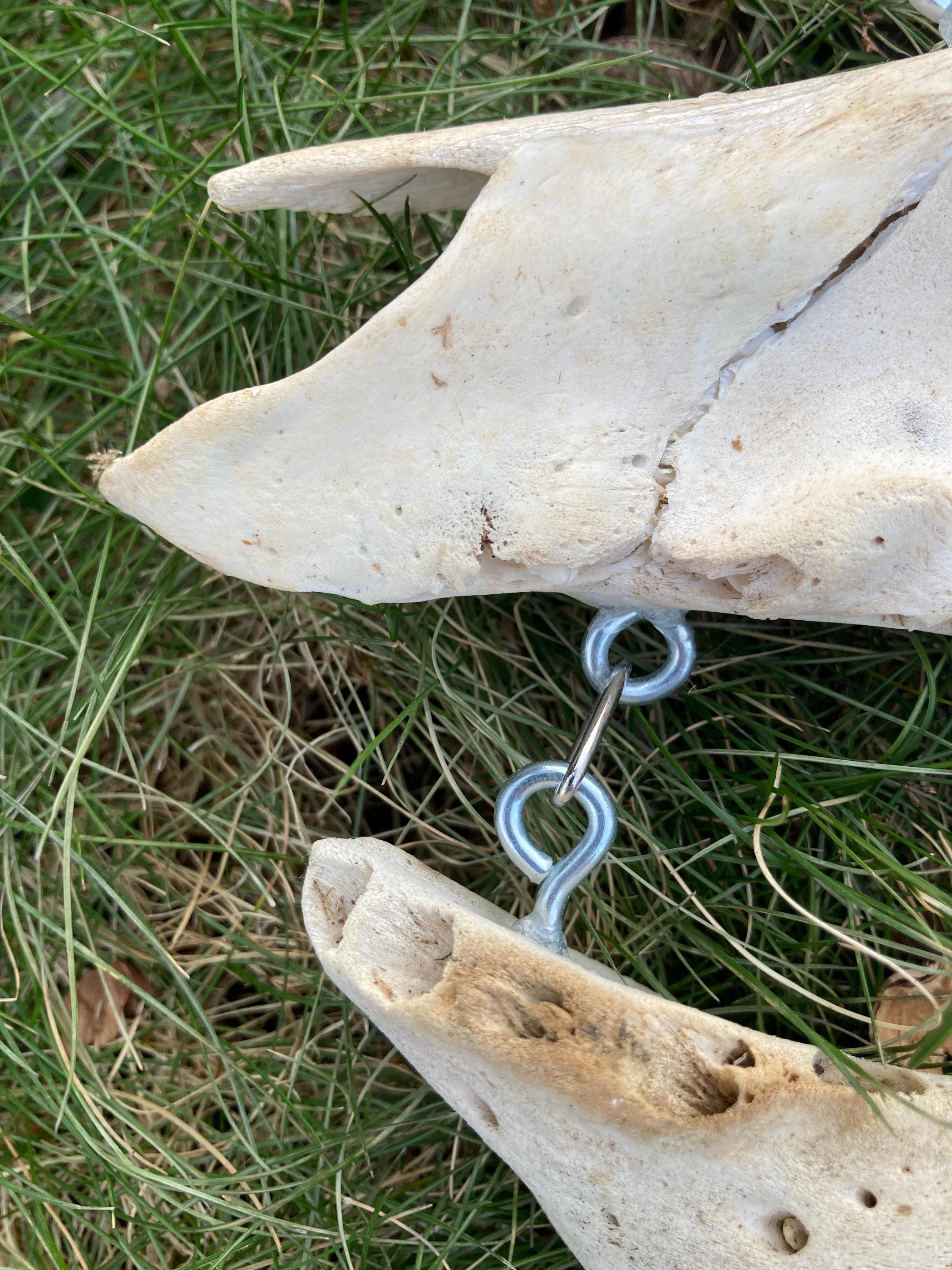 Real Pig Skull Wall Decor - Etsy