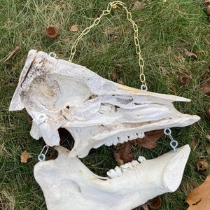 Real Pig Skull Wall Decor - Etsy