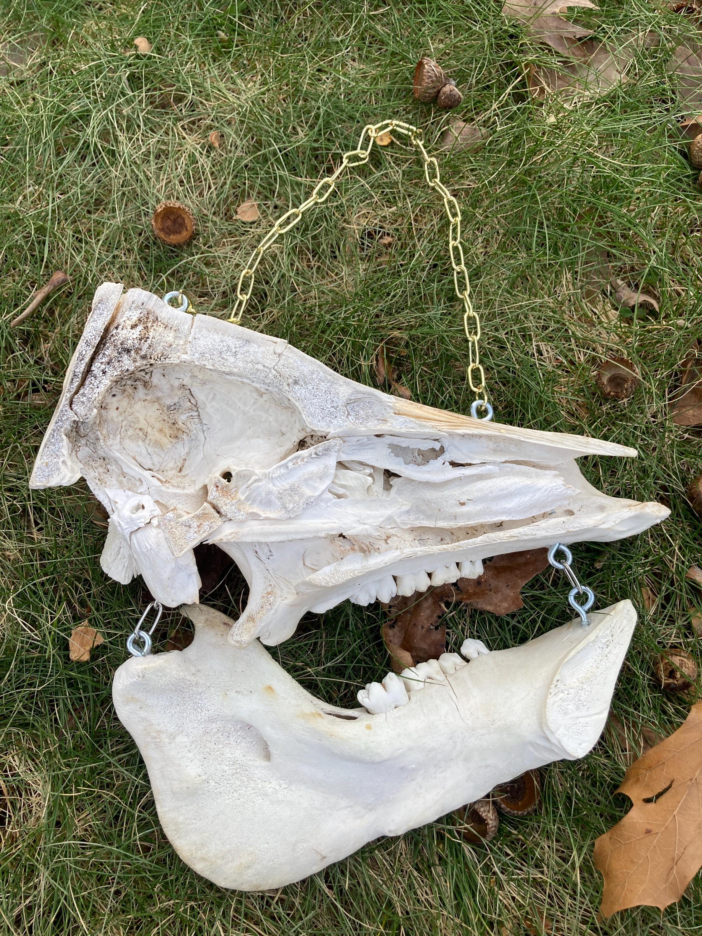 Real Pig Skull Wall Decor - Etsy