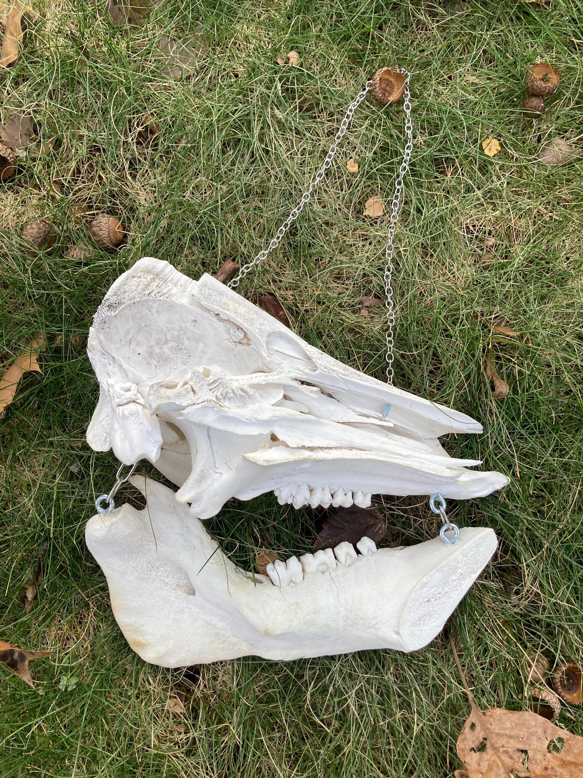 Real Pig Skull Wall Decor - Etsy