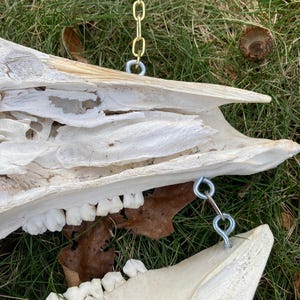 Real Pig Skull Wall Decor - Etsy