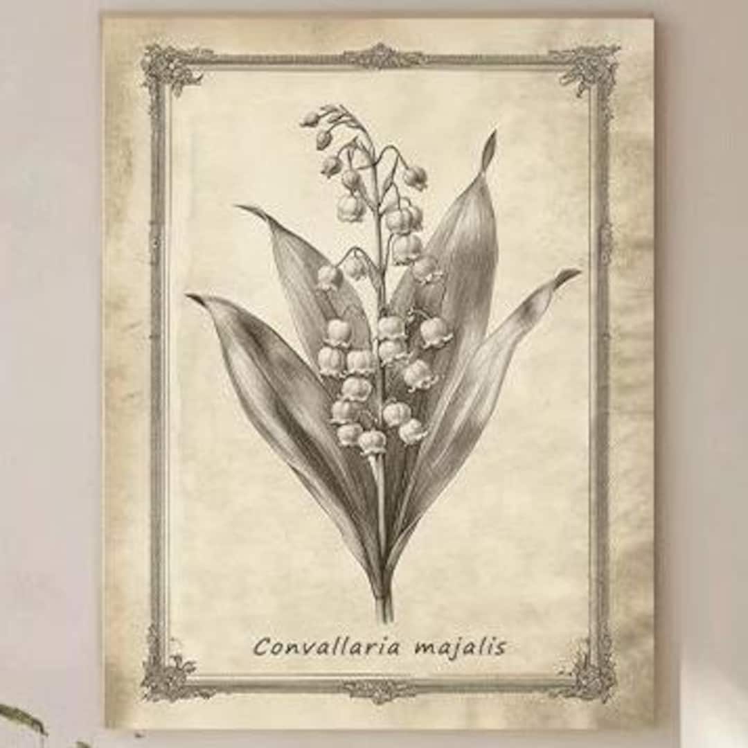 Lily of the Valley Botanical Art | Convallaria Majalis | Minimalist ...