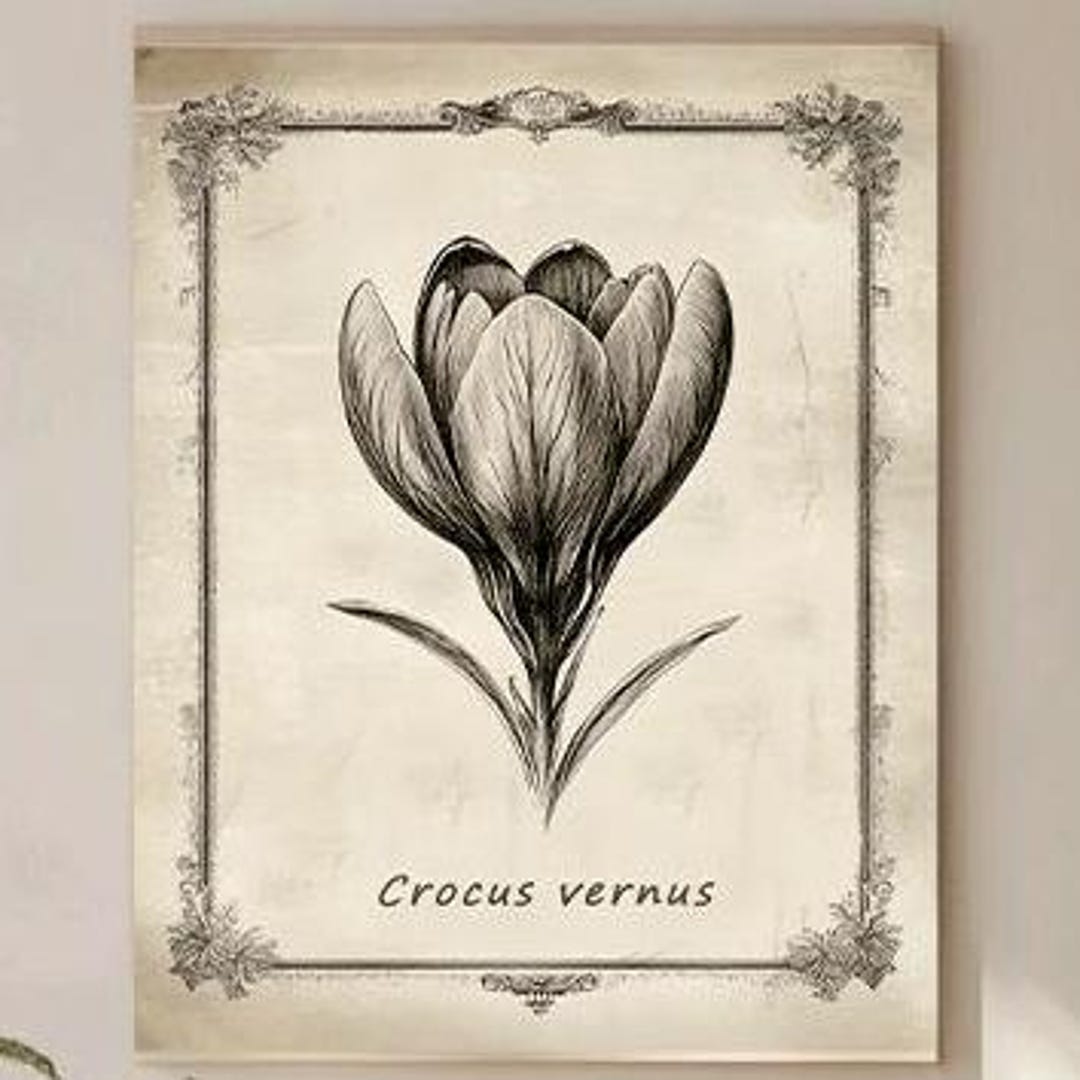 Vintage Crocus Vernus Botanical Print – Antique Flower Illustration ...
