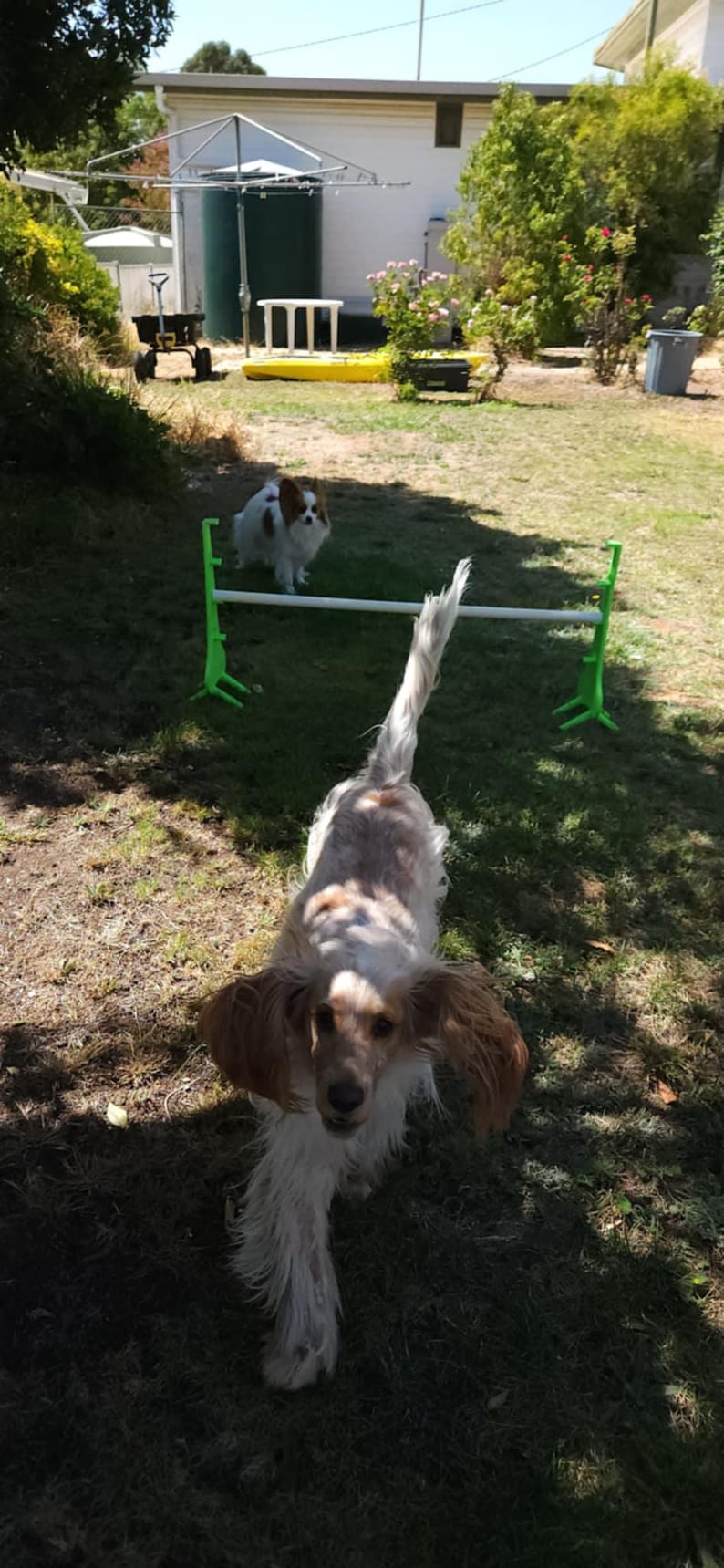 Canine Tricks Jump 200mm to 500mm Easy Fall Bar and Suits Australian ...