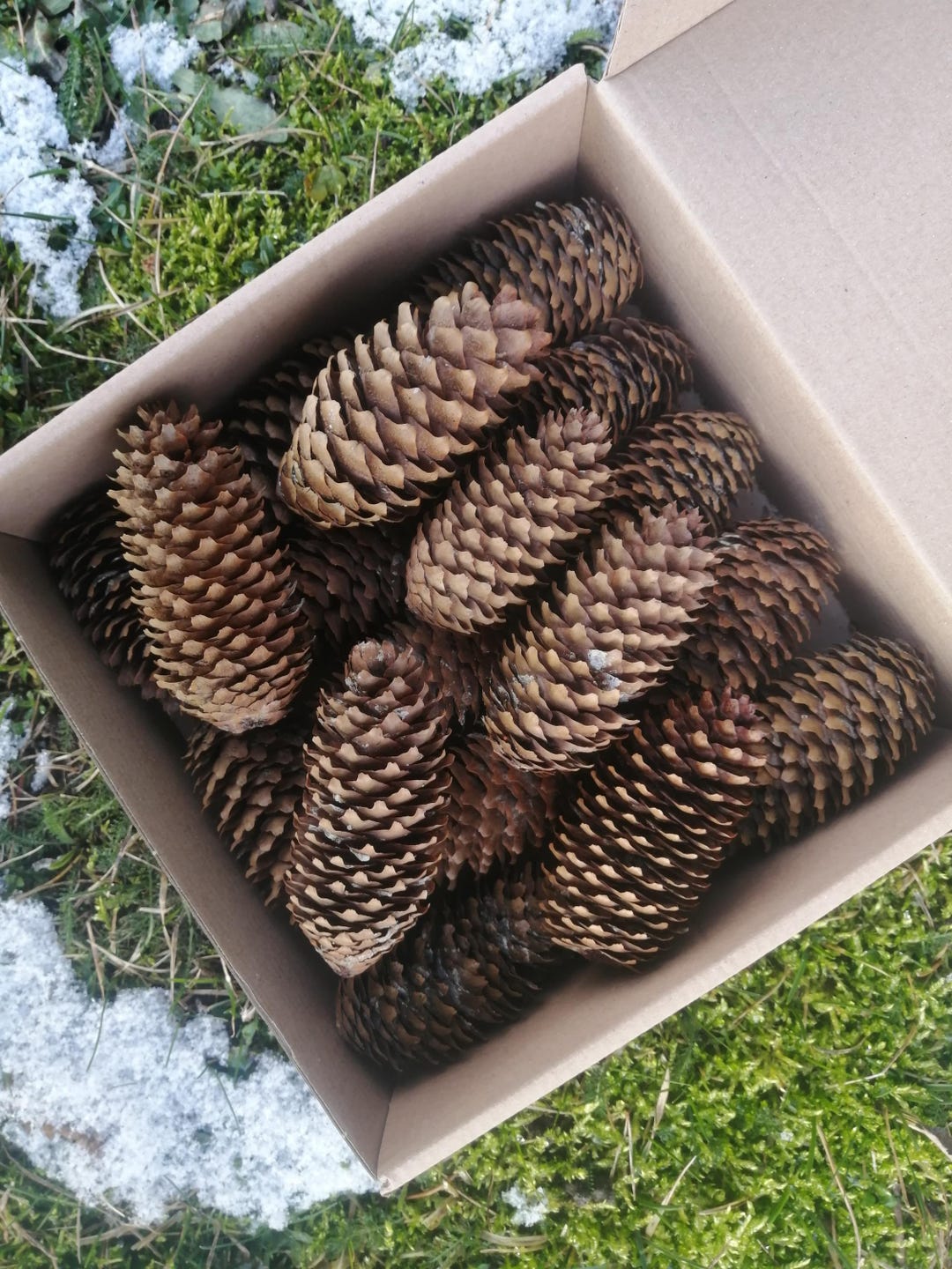 Spruce Cones, Fir Cones, Pine Cones - Etsy UK