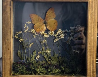 Swallowtail Butterfly Shadow Box - Etsy