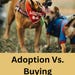 Adoption Vs. Buying: Weighing the Pros and Cons - Etsy