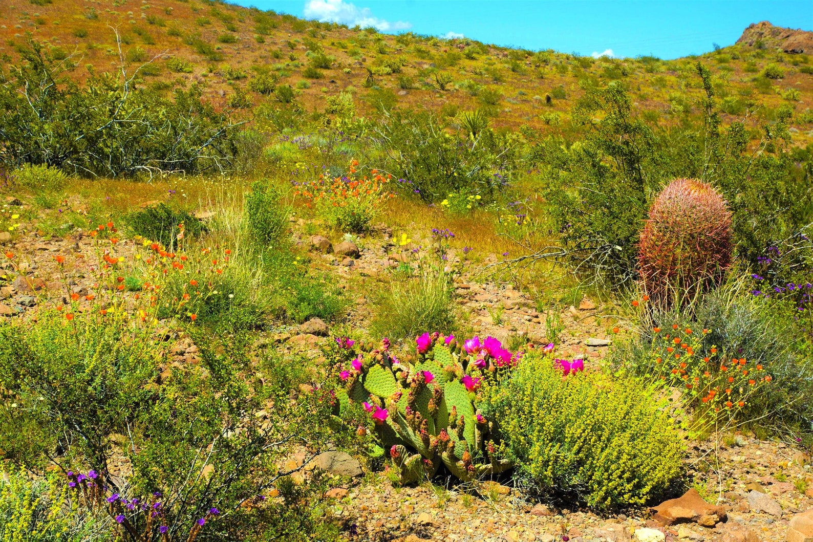 Spring Desert Scene - Barrel Cactus, Pink Prickly Pear Cactus, and ...