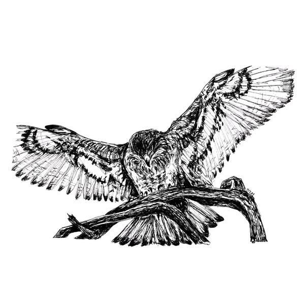 Hawk Illustration - Etsy