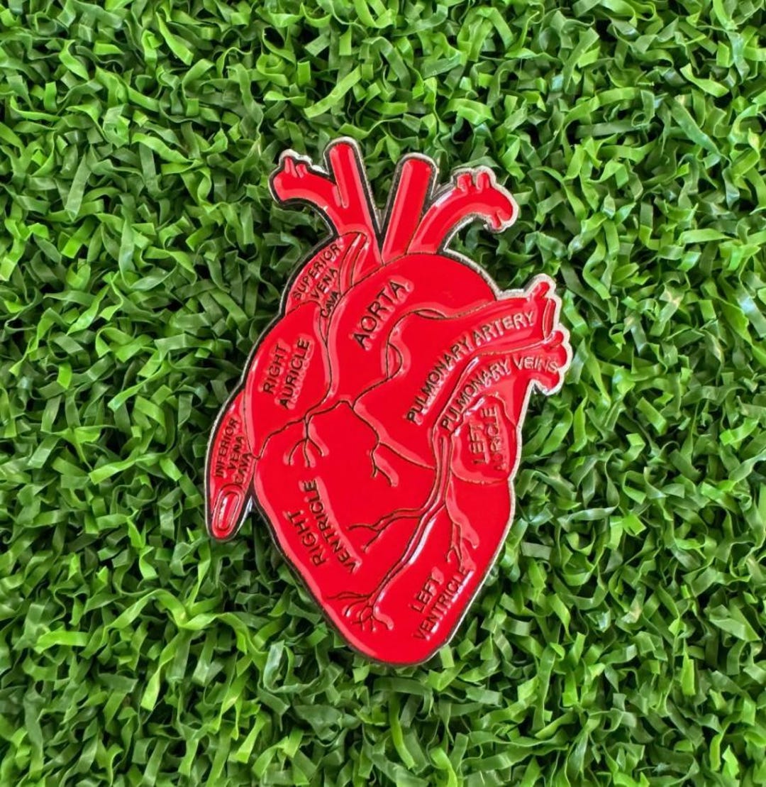 Nurse - Doctor - Medical - Healthcare - Heart - Cardiology - Anatomic ...