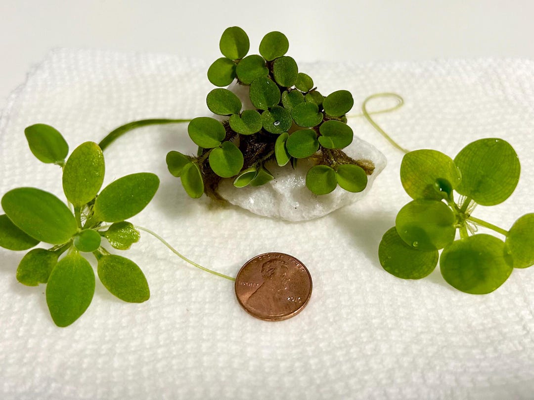 Floating Aquatic Plants in 8oz Container, 15+ Plants of Salvinia ...