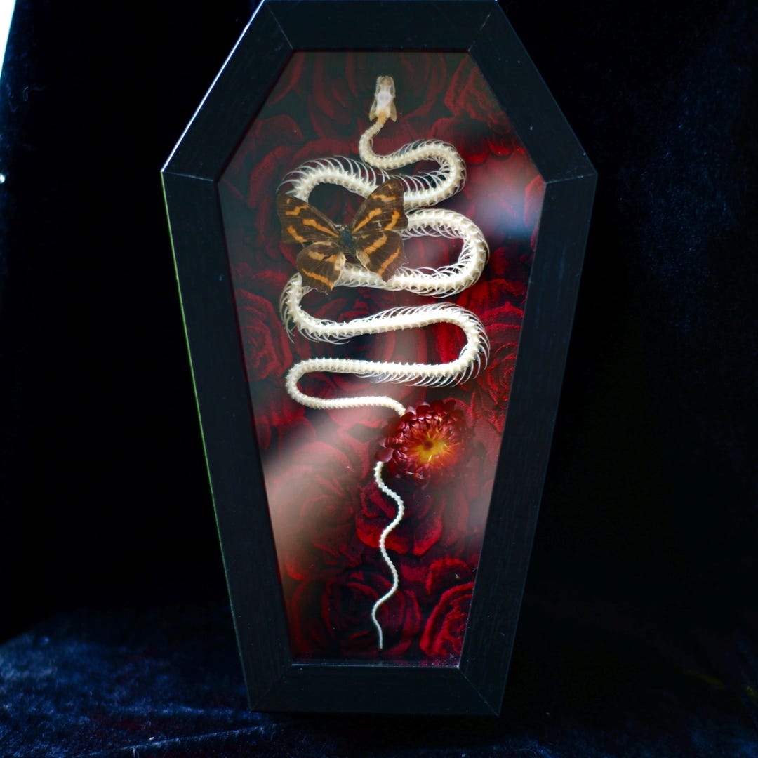 Gothic Snake Skeleton & Butterfly Taxidermy Art | Coffin Frame Oddities ...