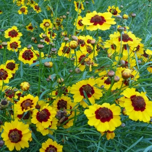 Dyers Coreopsis Seeds, Plains Coreopsis Seed, Coreopsis Tinctoria ...