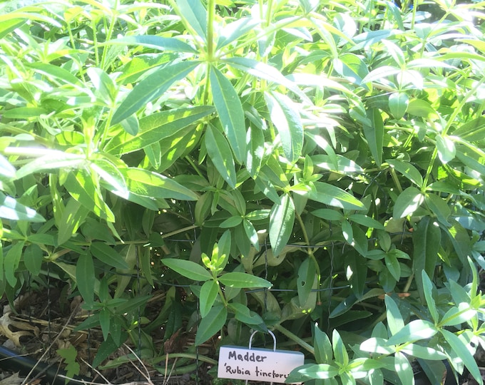 Madder Seeds (rubia Tinctorum), Red Dye Plant, Organically Grown - Etsy