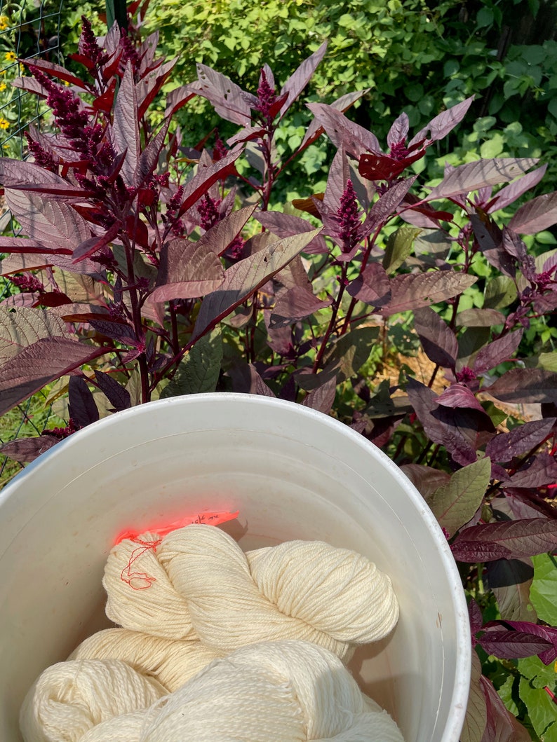 Hopi Red Dye Amaranth Seeds Amaranthus Plant for Dyeing - Etsy