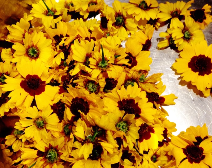 Dyers Coreopsis Seeds, Plains Coreopsis Seed, Coreopsis Tinctoria ...