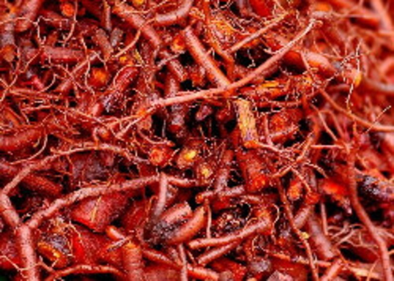 Madder Seeds (rubia Tinctorum), Red Dye Plant, Organically Grown - Etsy