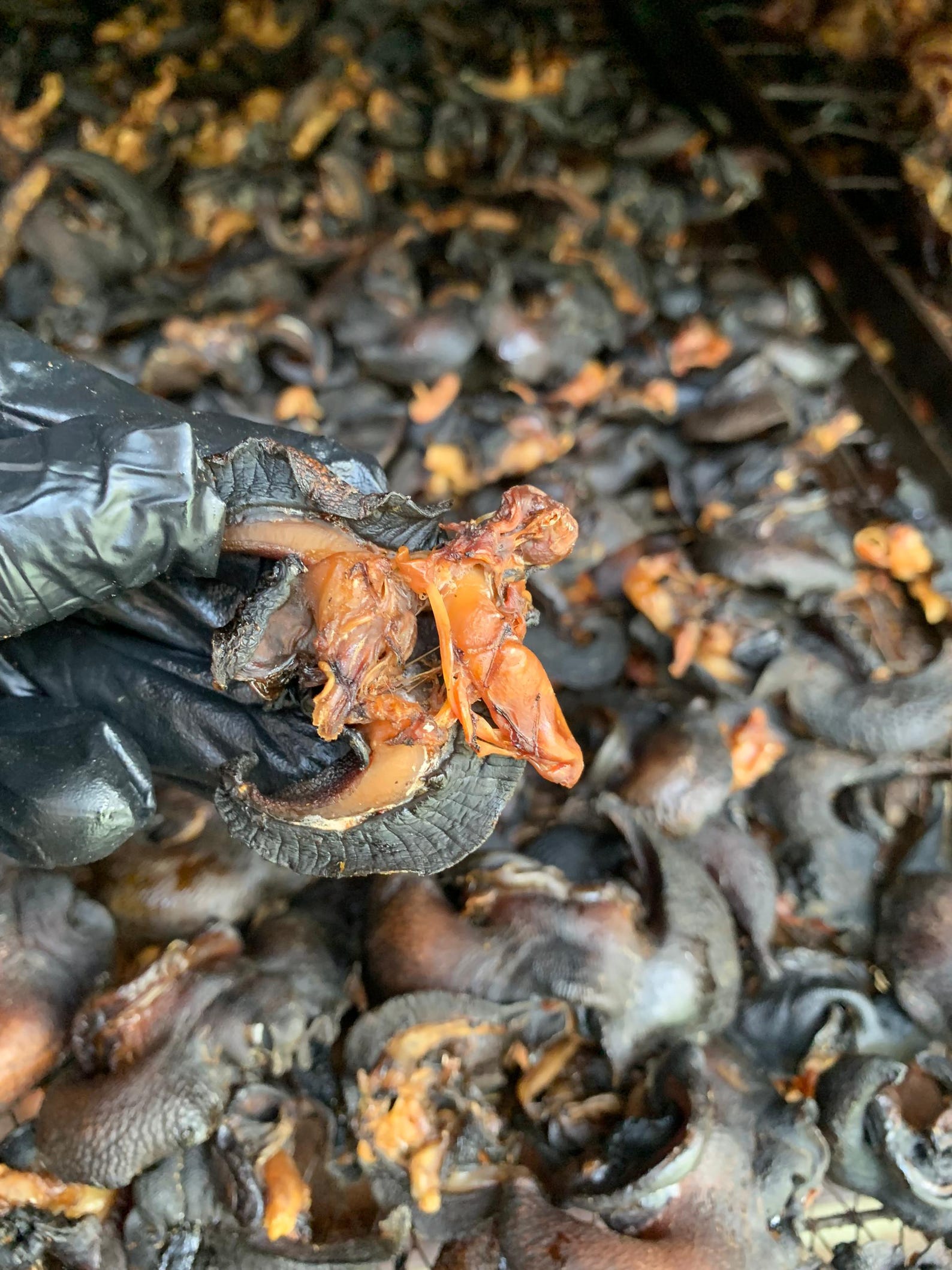 Oven Dried Snail Organic Nigerian BUSH Snails Variations - Small Chops ...