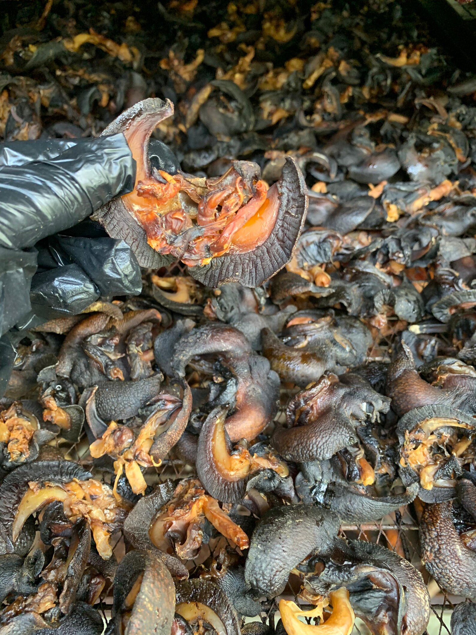 Oven Dried Snail Organic Nigerian BUSH Snails Variations - Small Chops ...