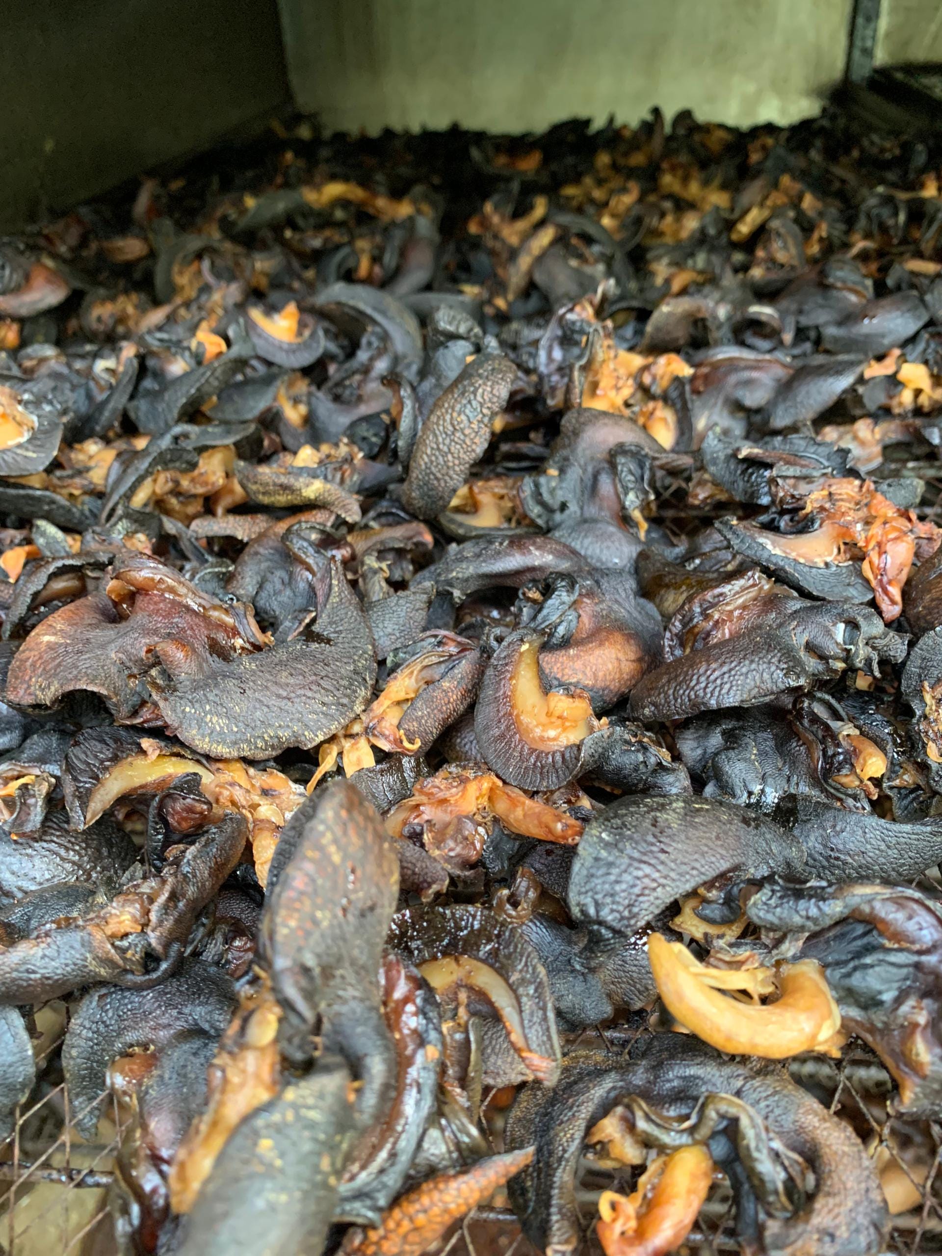 Oven Dried Snail Organic Nigerian BUSH Snails Variations - Small Chops ...