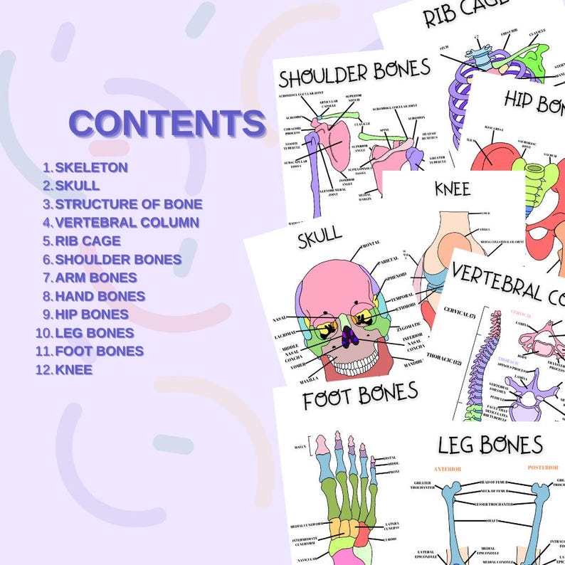 Bone Anatomy Flashcards – Complete Guide (PDF) - Etsy