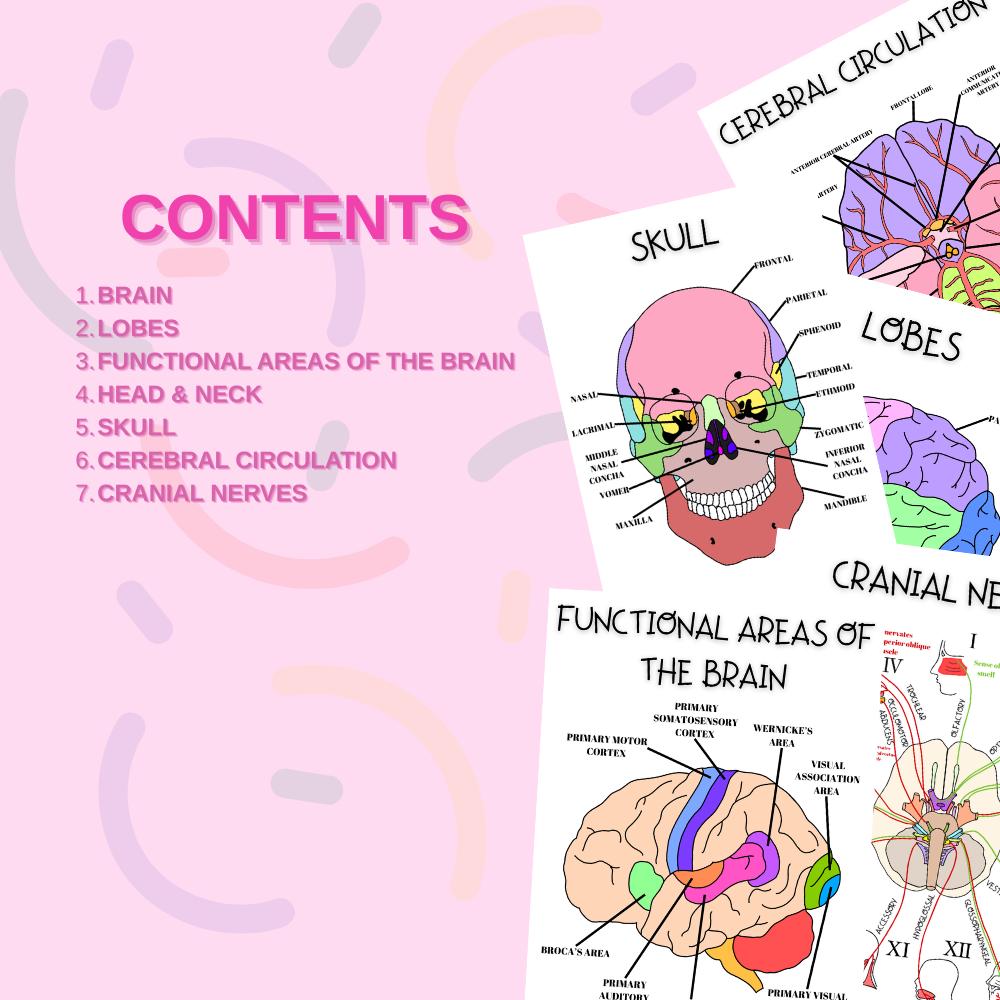 Brain Anatomy Flashcards – Complete Guide (PDF) - Etsy
