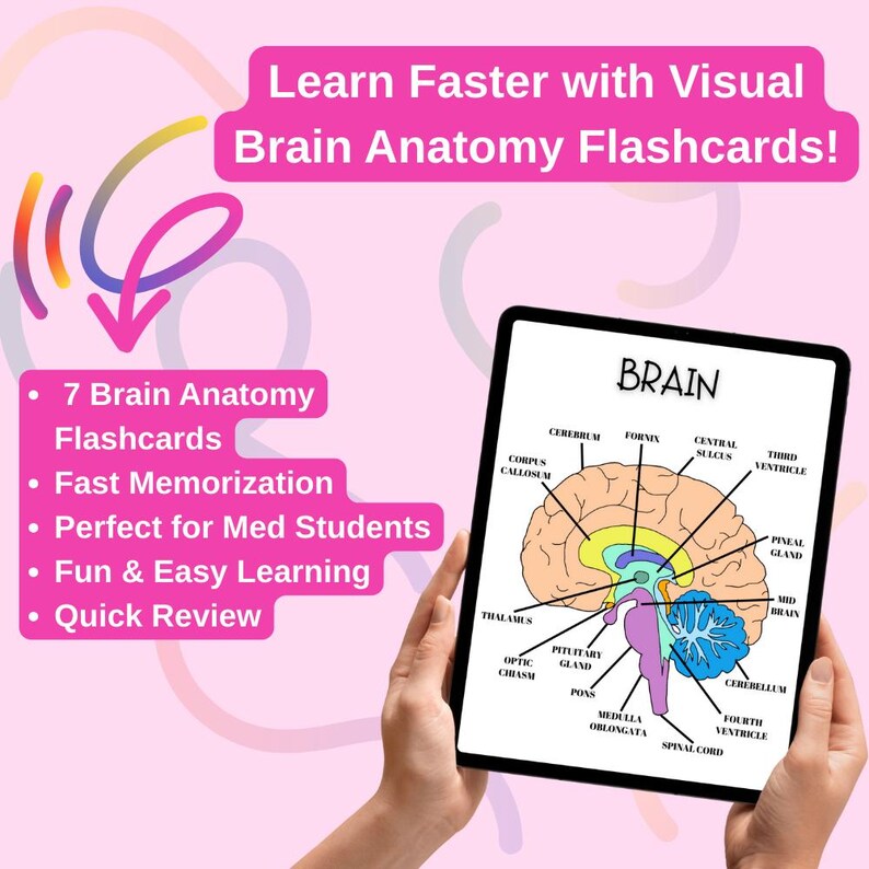 Brain Anatomy Flashcards – Complete Guide (PDF) - Etsy