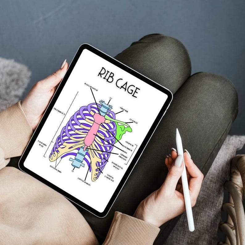 Bone Anatomy Flashcards – Complete Guide (PDF) - Etsy Australia