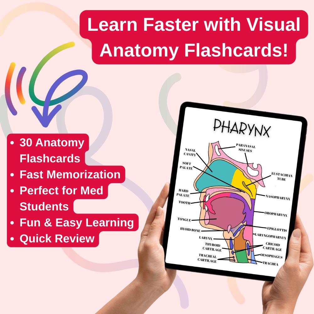 Anatomy Flashcards – Complete Guide (PDF) - Etsy