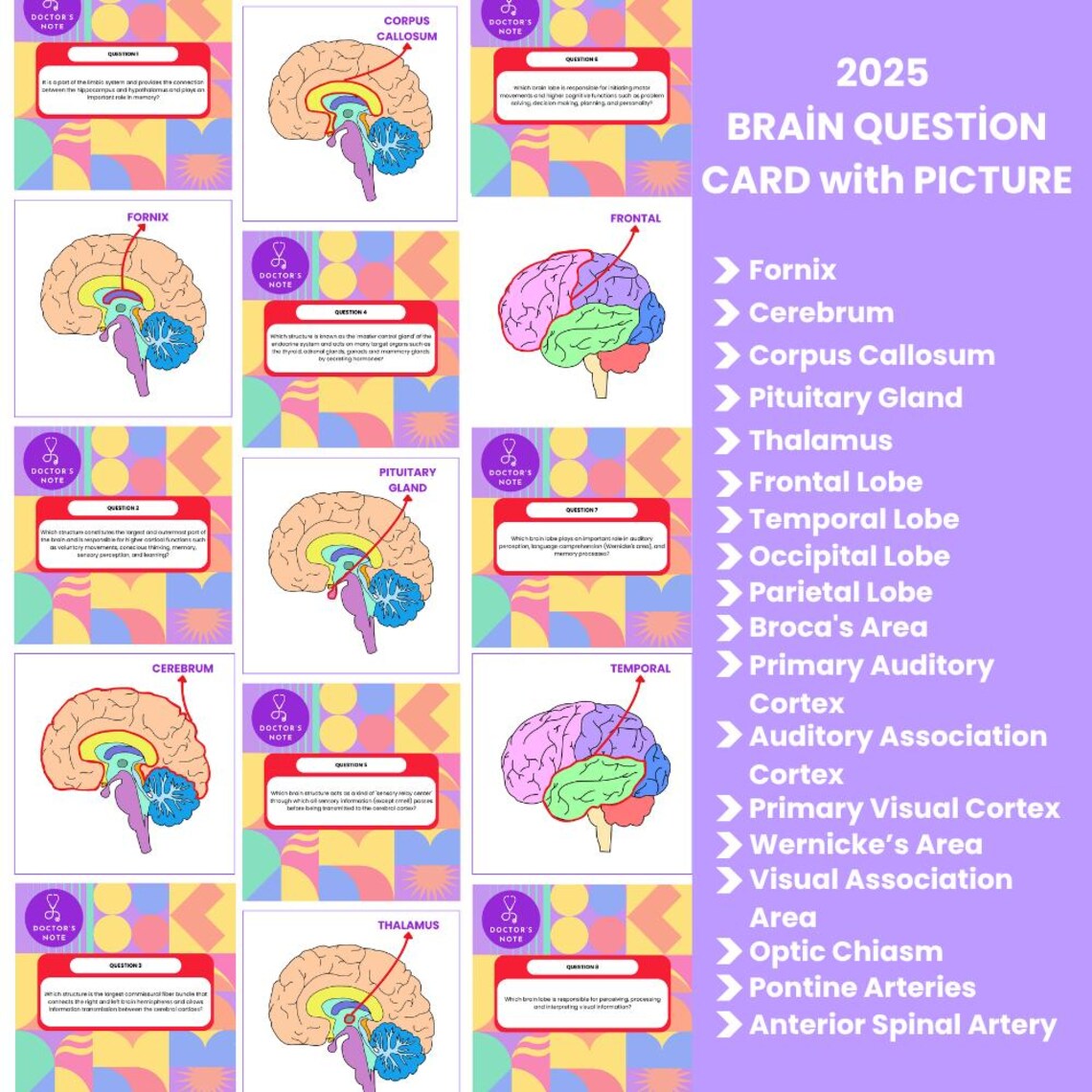 Brain Anatomy Picture Question Cards & Digital PDF - Etsy