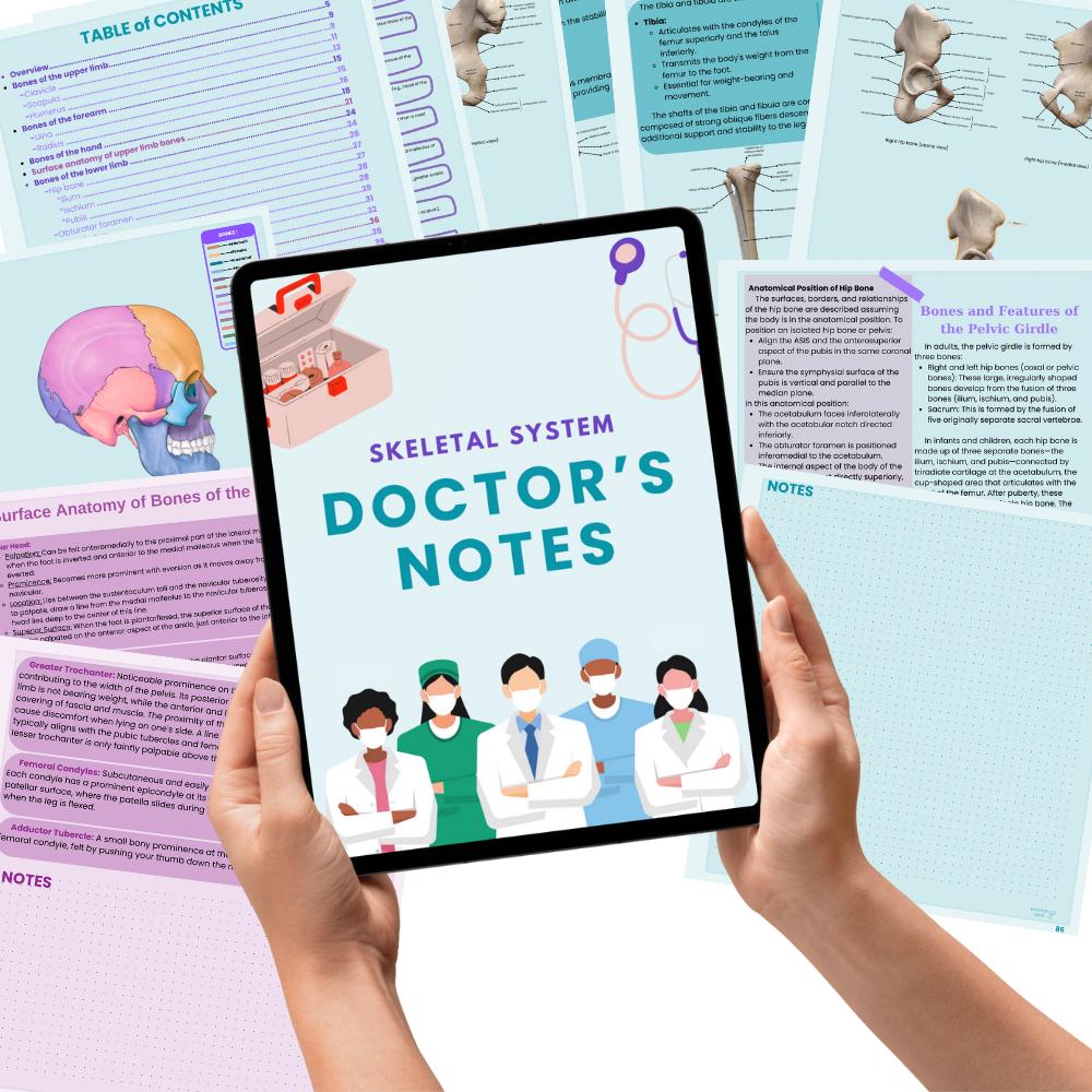 Skeletal System Anatomy Study Guide: Medical School Notes (PDF Download ...