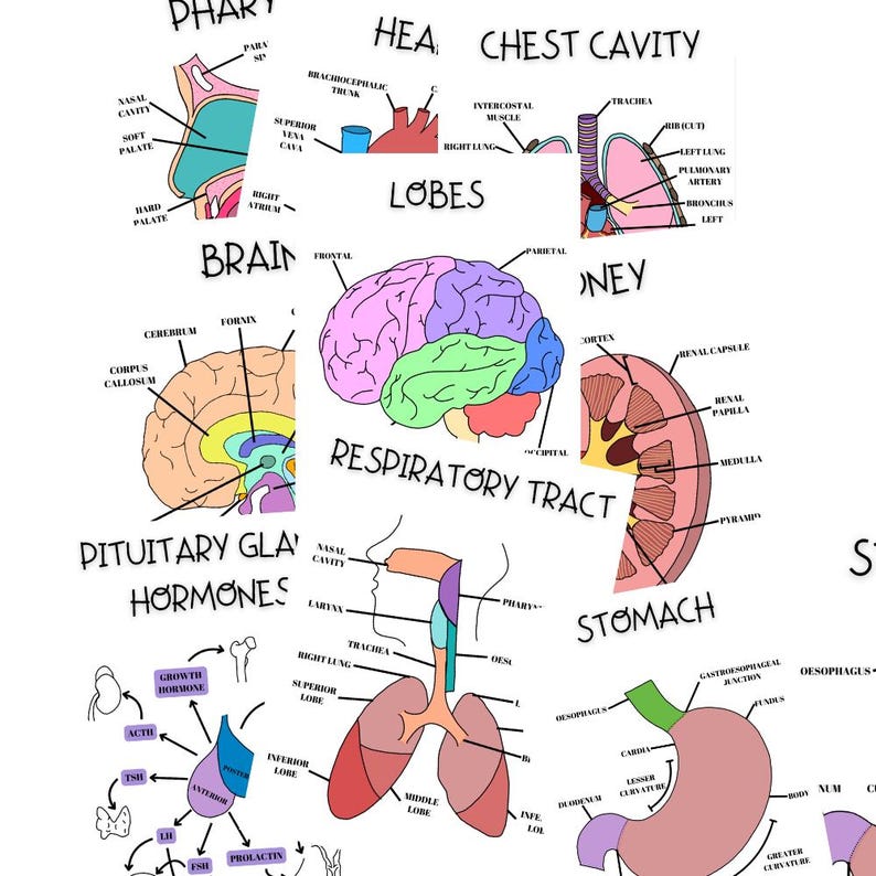 Anatomy Flashcards – Complete Guide (PDF) - Etsy