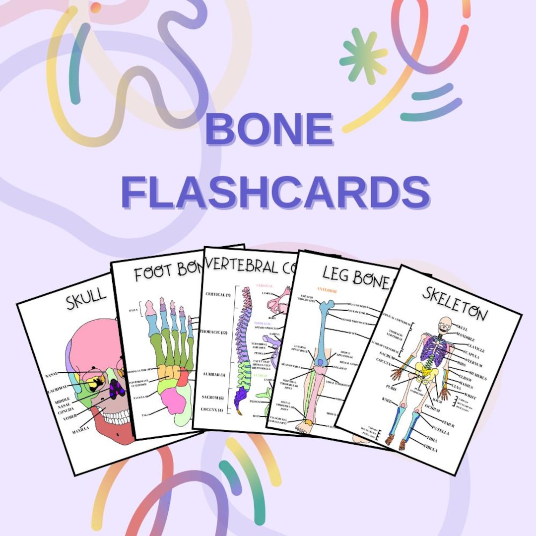 Bone Anatomy Flashcards – Complete Guide (PDF) - Etsy