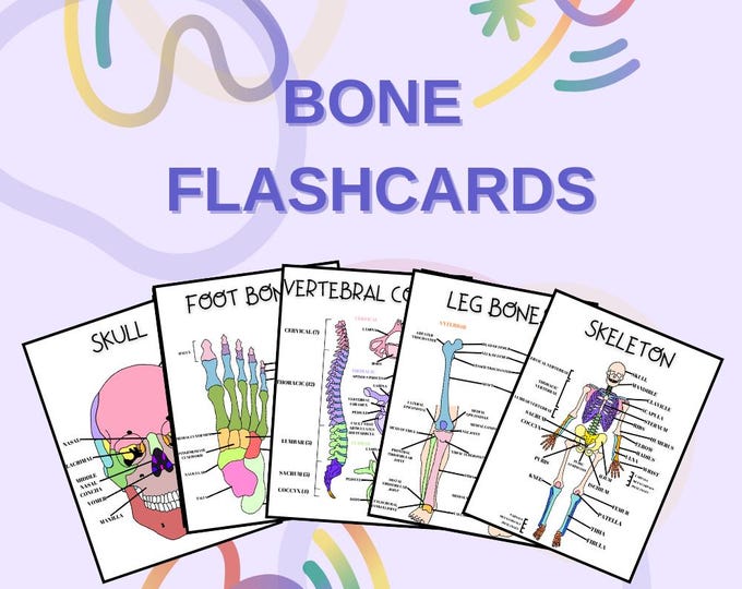 Bone Anatomy Flashcards – Complete Guide (PDF) - Etsy