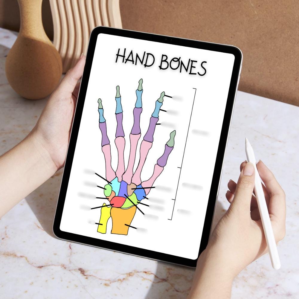 Complete Skeletal System Anatomy Study Guide| Notes&flashcards ...