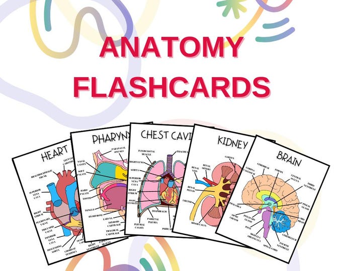 Anatomy Flashcards – Complete Guide (PDF) - Etsy
